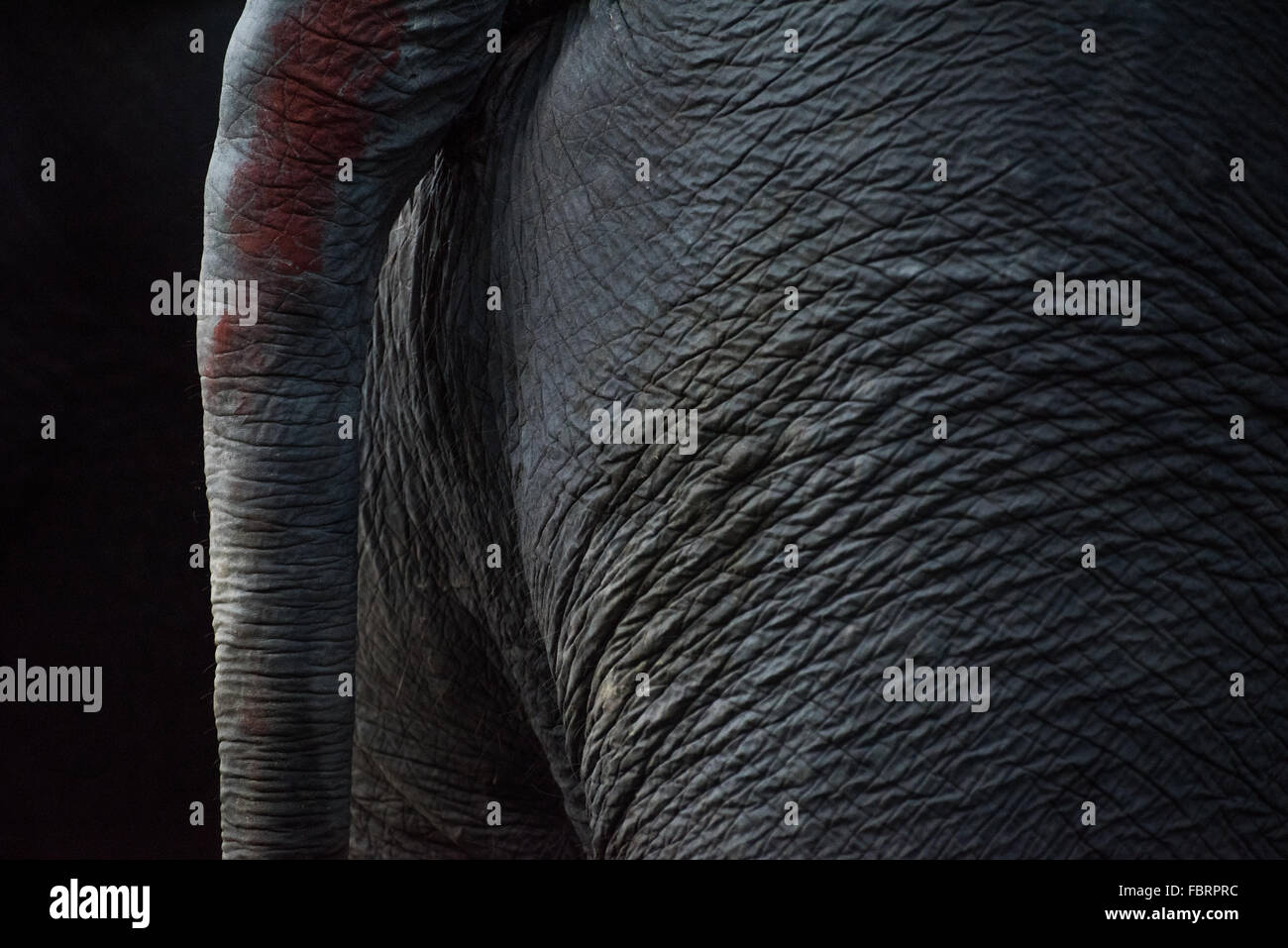 Grey tail hanging from a textured tarnished elephants rear end ...