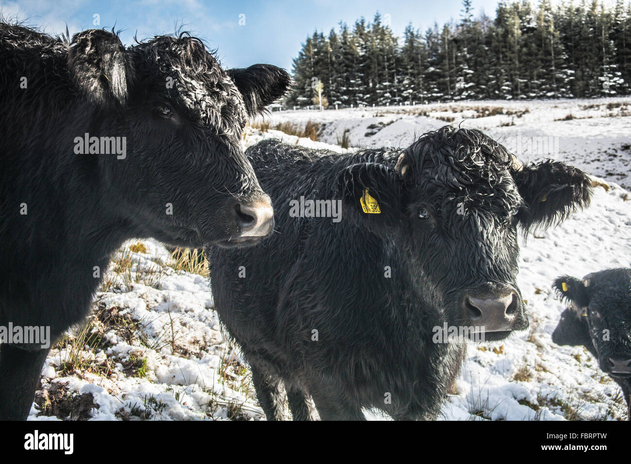 Curious young Welsh Black bullocks on a snowy morning in the Upper ...