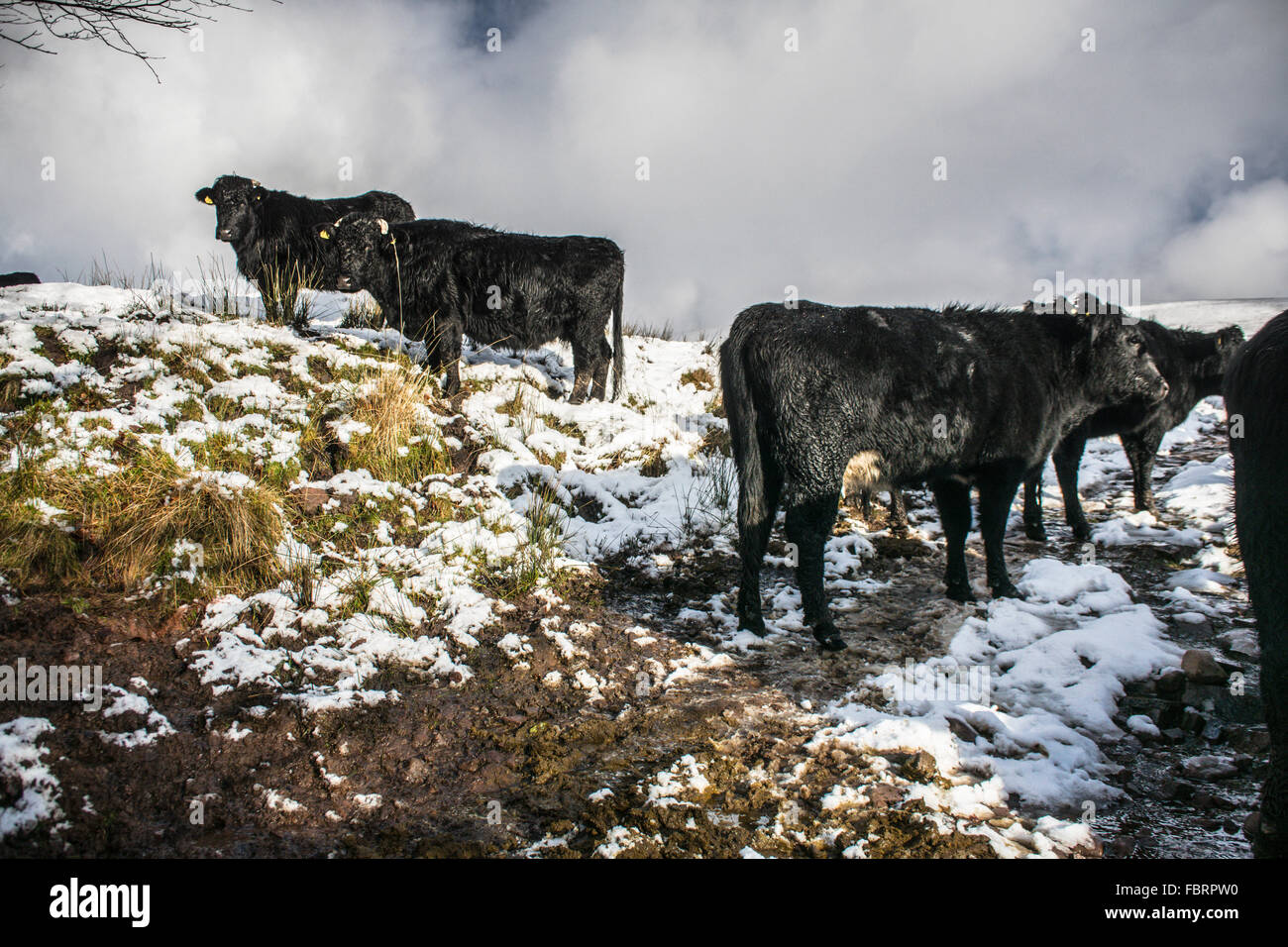Curious bullocks uk hi-res stock photography and images - Alamy