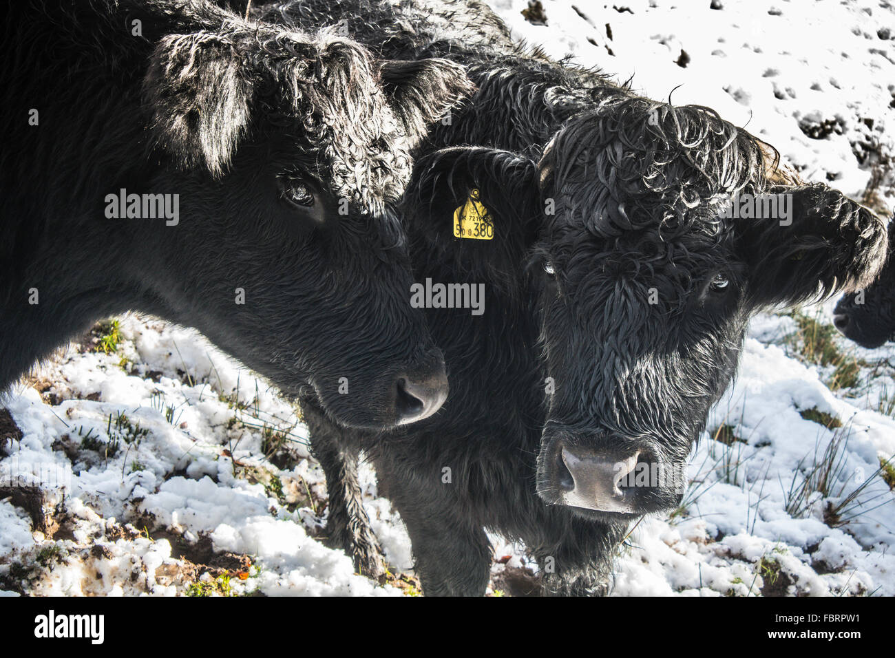 Curious young Welsh Black bullocks on a snowy morning in the Upper ...