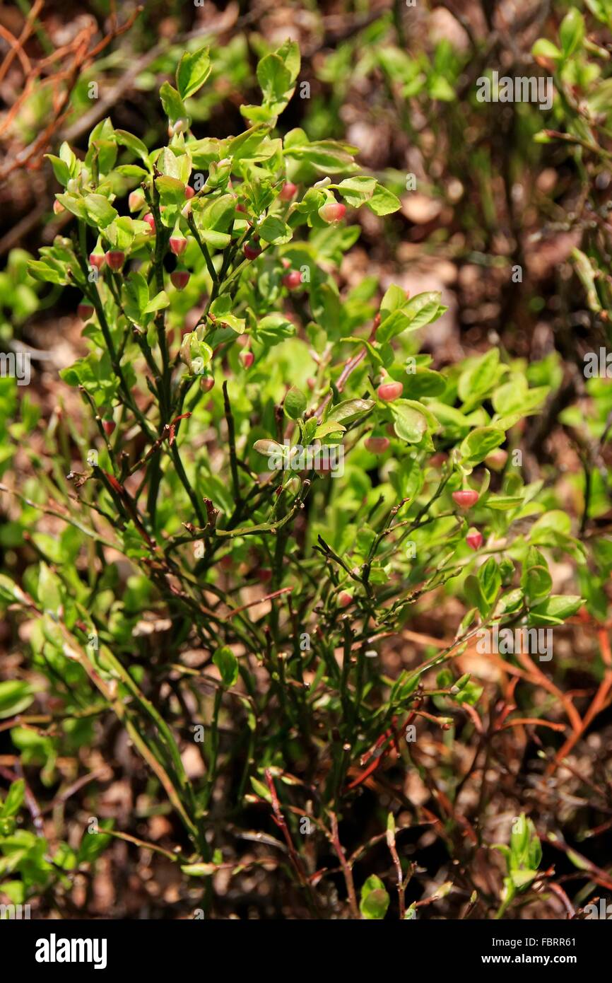 Blossoms of the blueberry. The blueberry (Vaccinium myrtillus) is a ...