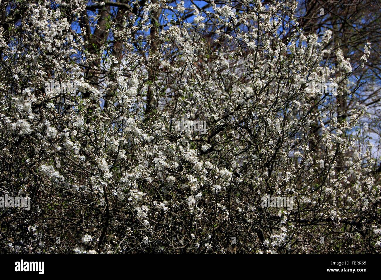 The blackthorn (Prunus spinosa) is a species of the genus Prunus. The ...