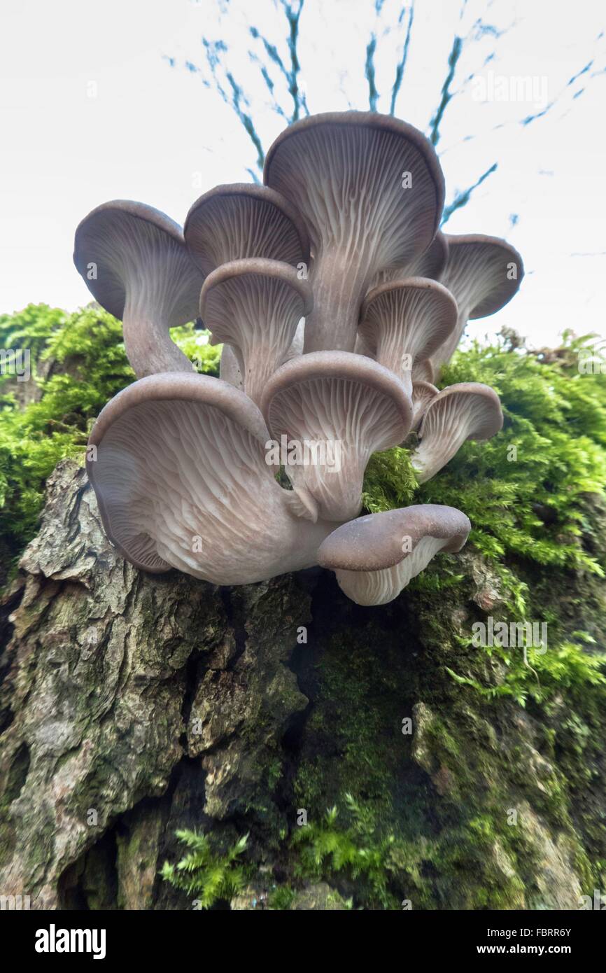 Oyster Mushroom on stump, december 2015 Stock Photo - Alamy