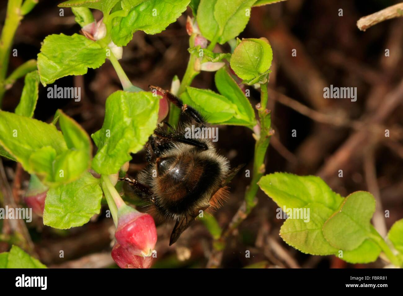 Bumble bee on the flower of the blueberry. The blueberry (Vaccinium ...