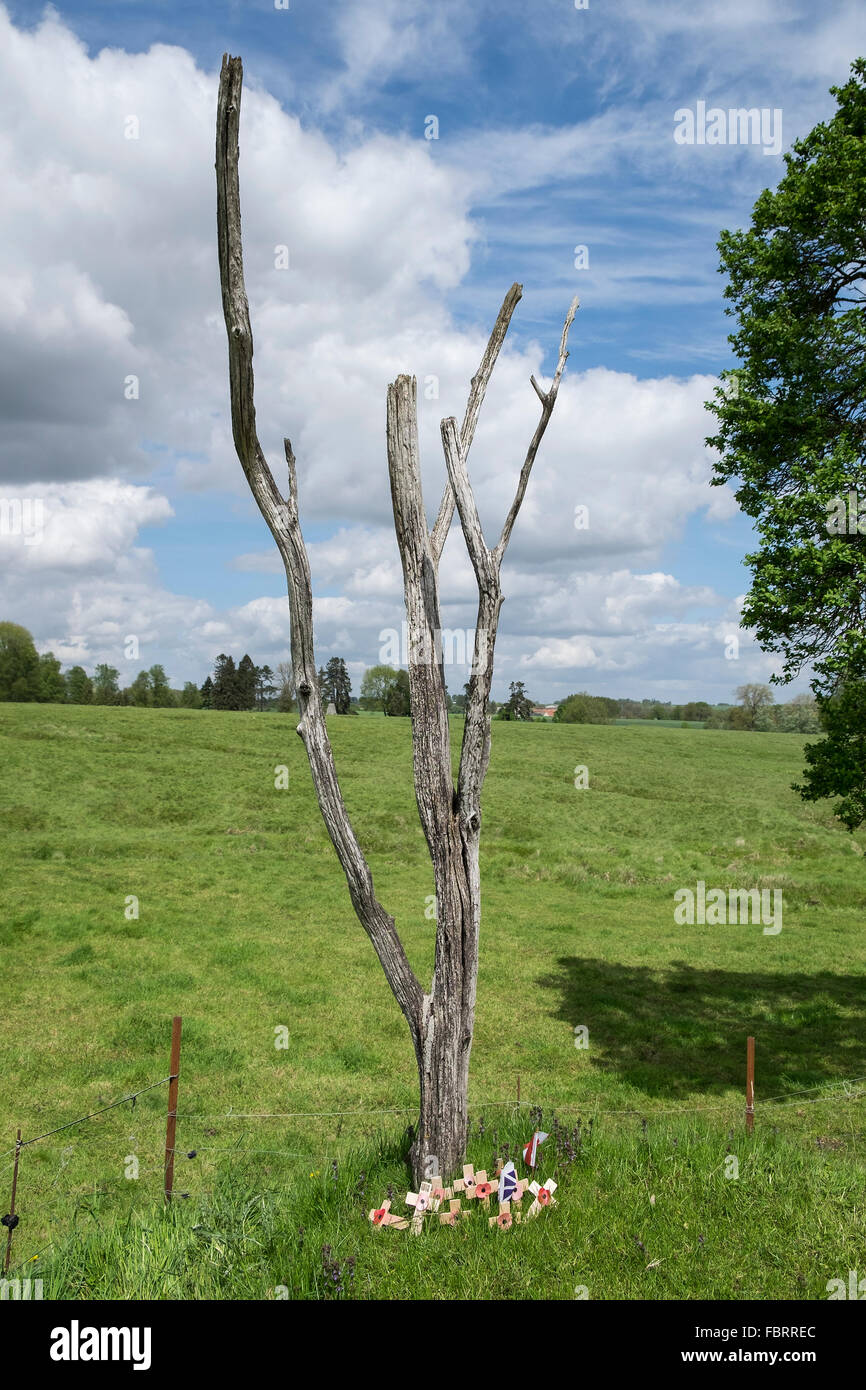 The 'Danger Tree' at Beaumont-Hamel Memorial Park, Somme, France Stock ...