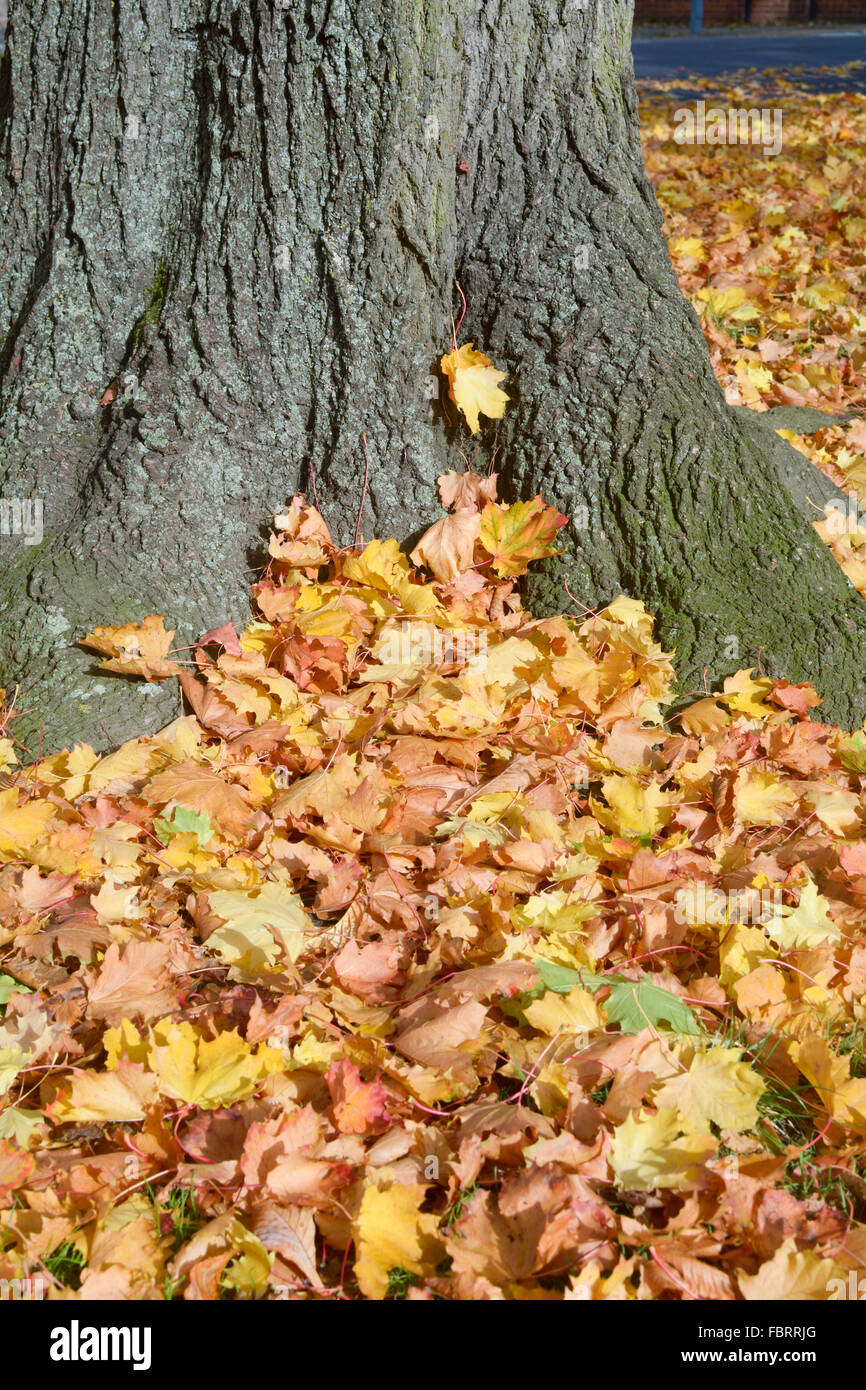 Maple (acer) tree leaves on the ground and piling up against tree trunk ...