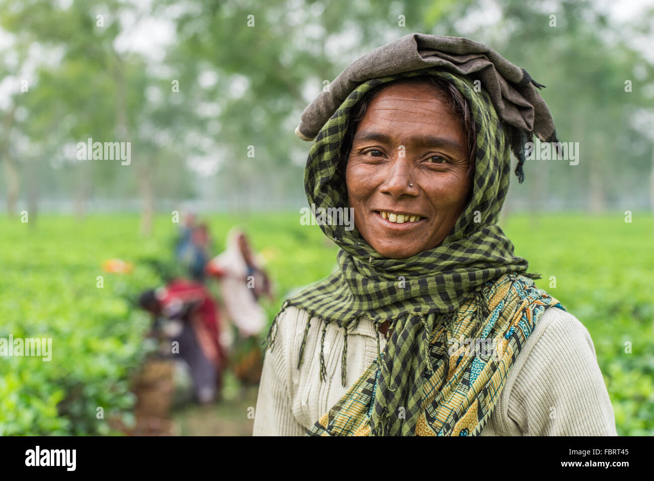 Indian tea picker hi-res stock photography and images - Alamy