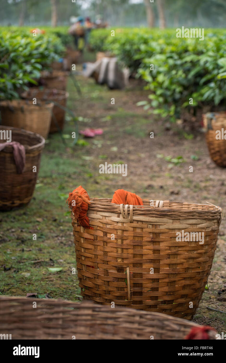 A close up of Indian tea pickers baskets amongst the tea bushes ...