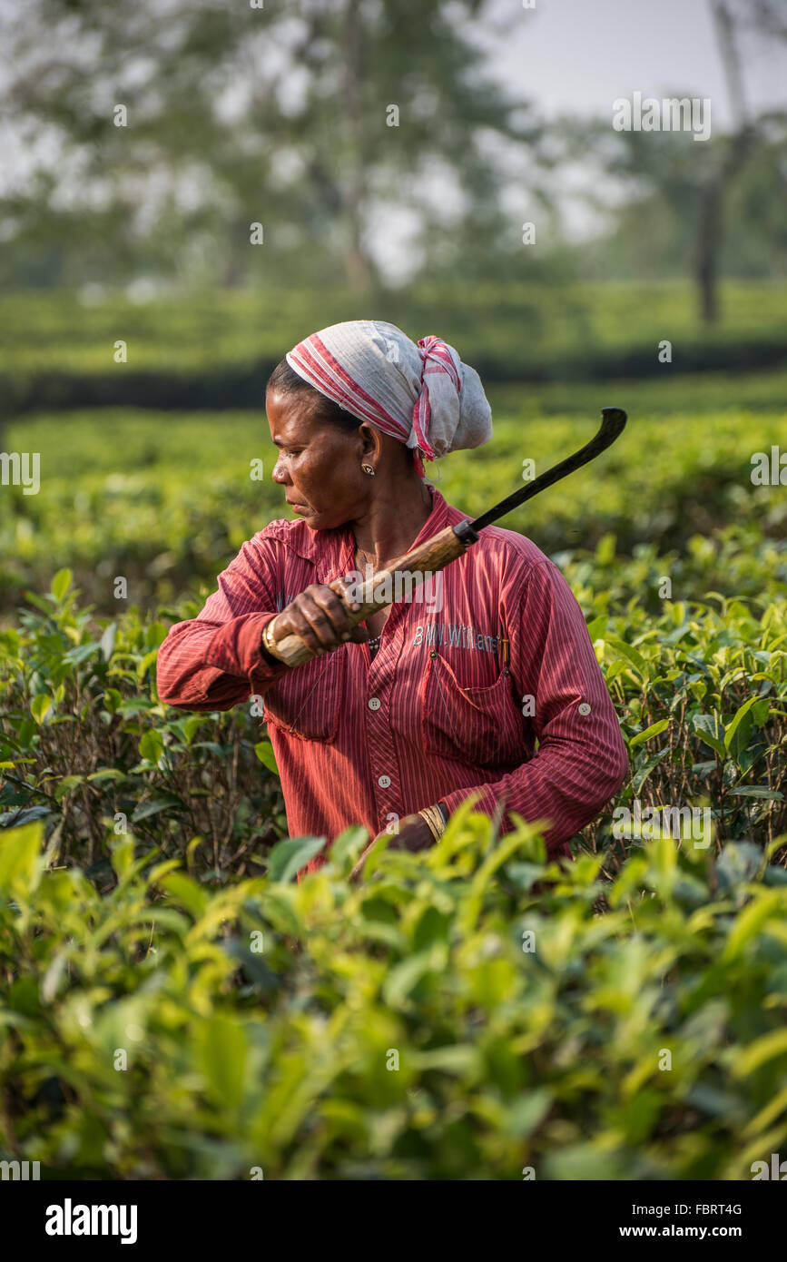 Lady tea cutter in action. Everyday life for the hard working tea ...