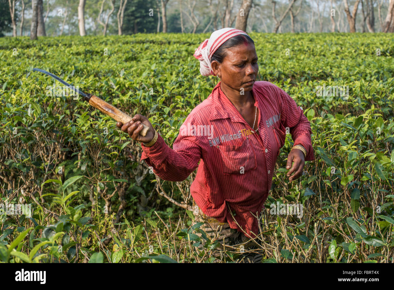 Lady tea cutter in action. Everyday life for the hard working tea ...