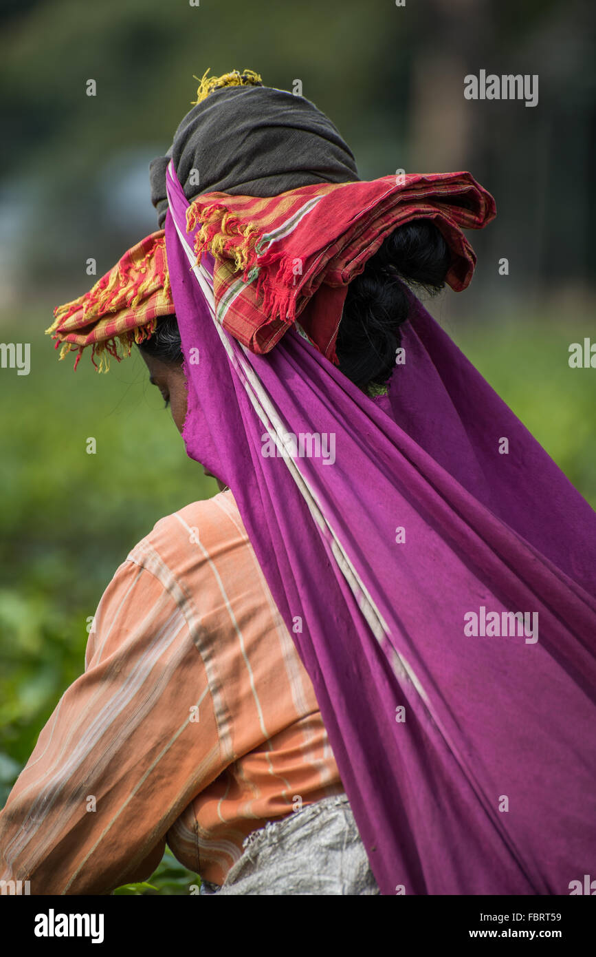 Lone tea picker in pink. Everyday life for the hard working tea pickers ...
