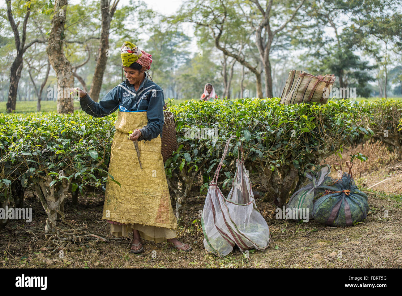 Smiling Tea picker. Everyday life for the hard working tea pickers and ...