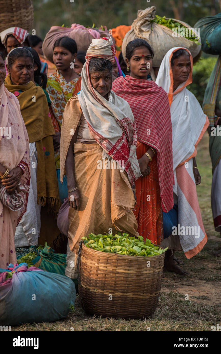 Female Indian Tea pickers ready to pour out their tea leaves ready for ...