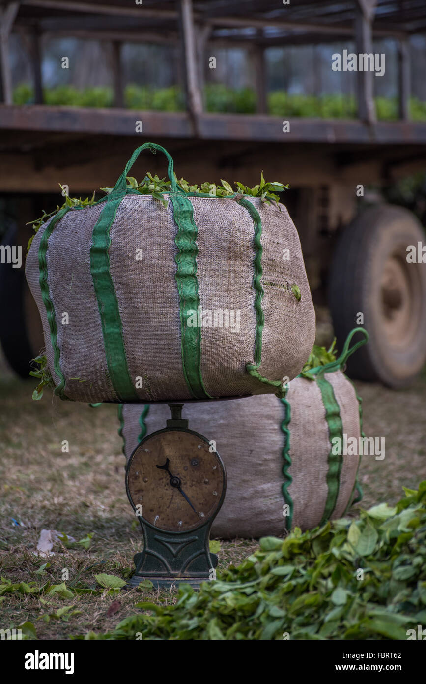 Weighing sacks of tea. Everyday life for the hard working tea pickers ...