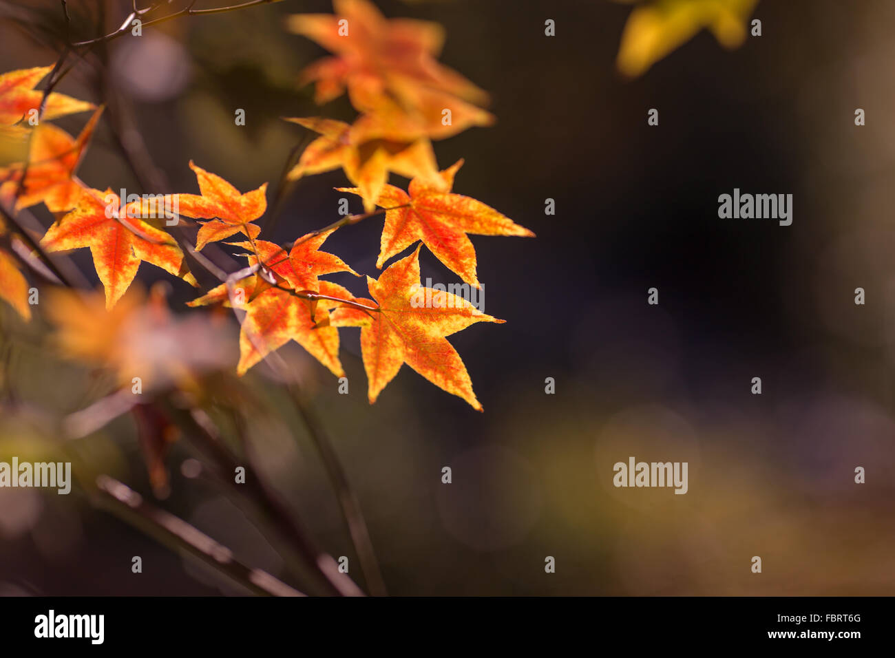 Colorful autumn leaves Stock Photo - Alamy