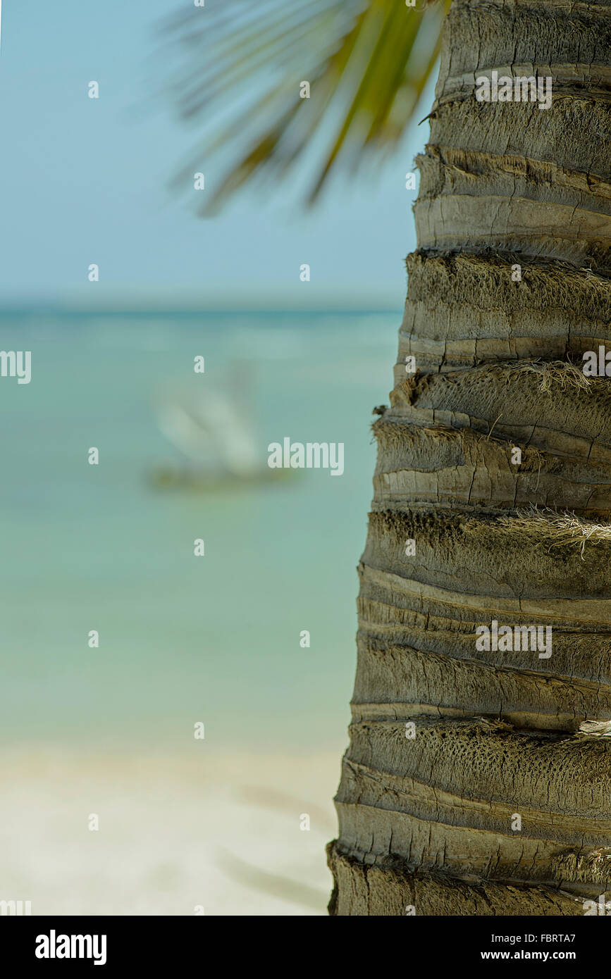 Palm tree trunks up close hi-res stock photography and images - Alamy