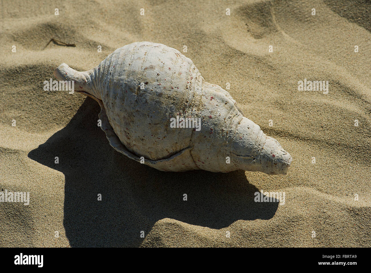 Seashell on beach Stock Photo - Alamy