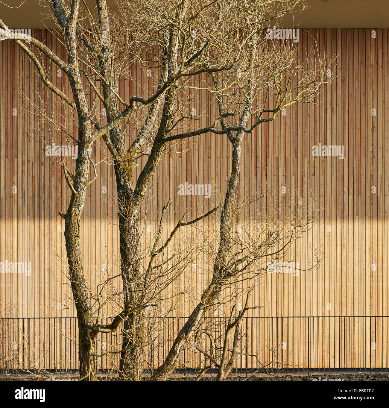 Tree against timber facade cladding. Lairdsland Primary School ...