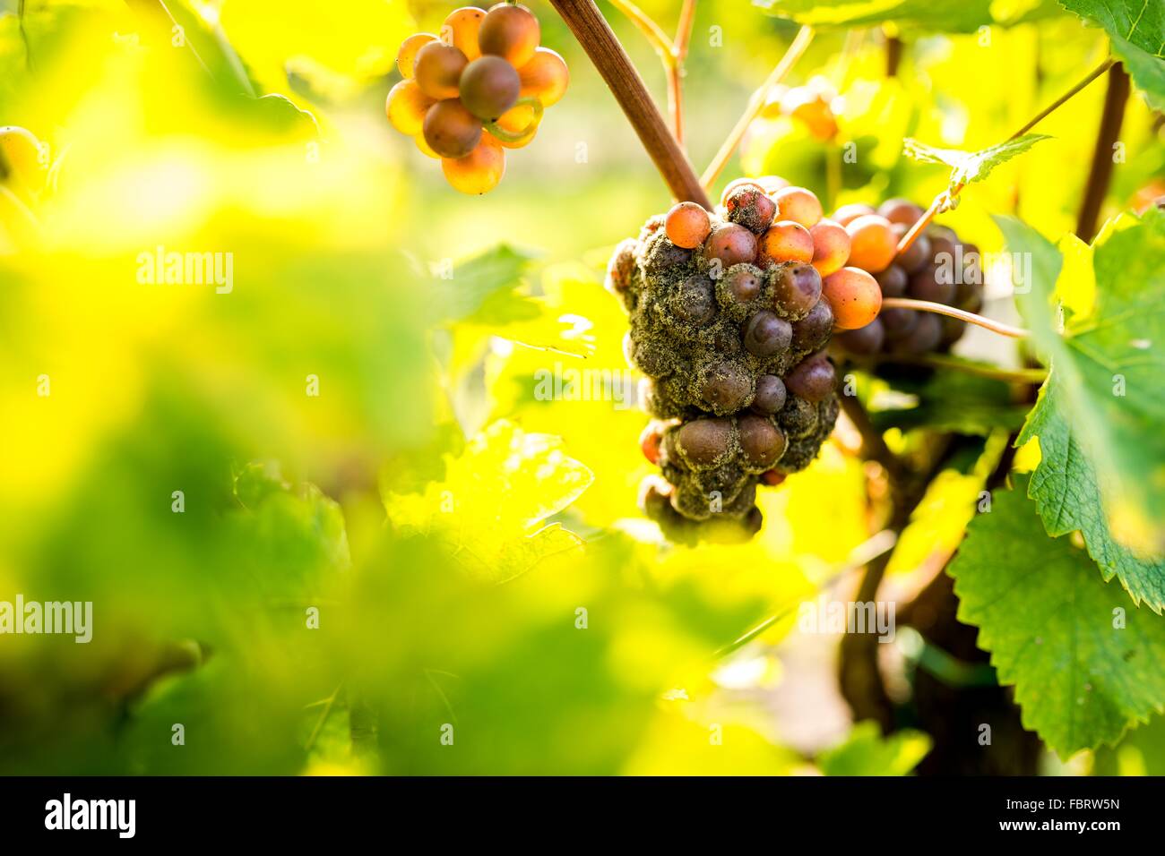 Grapevine, bunch of grapes, grapes, vineyard, mould Stock Photo - Alamy