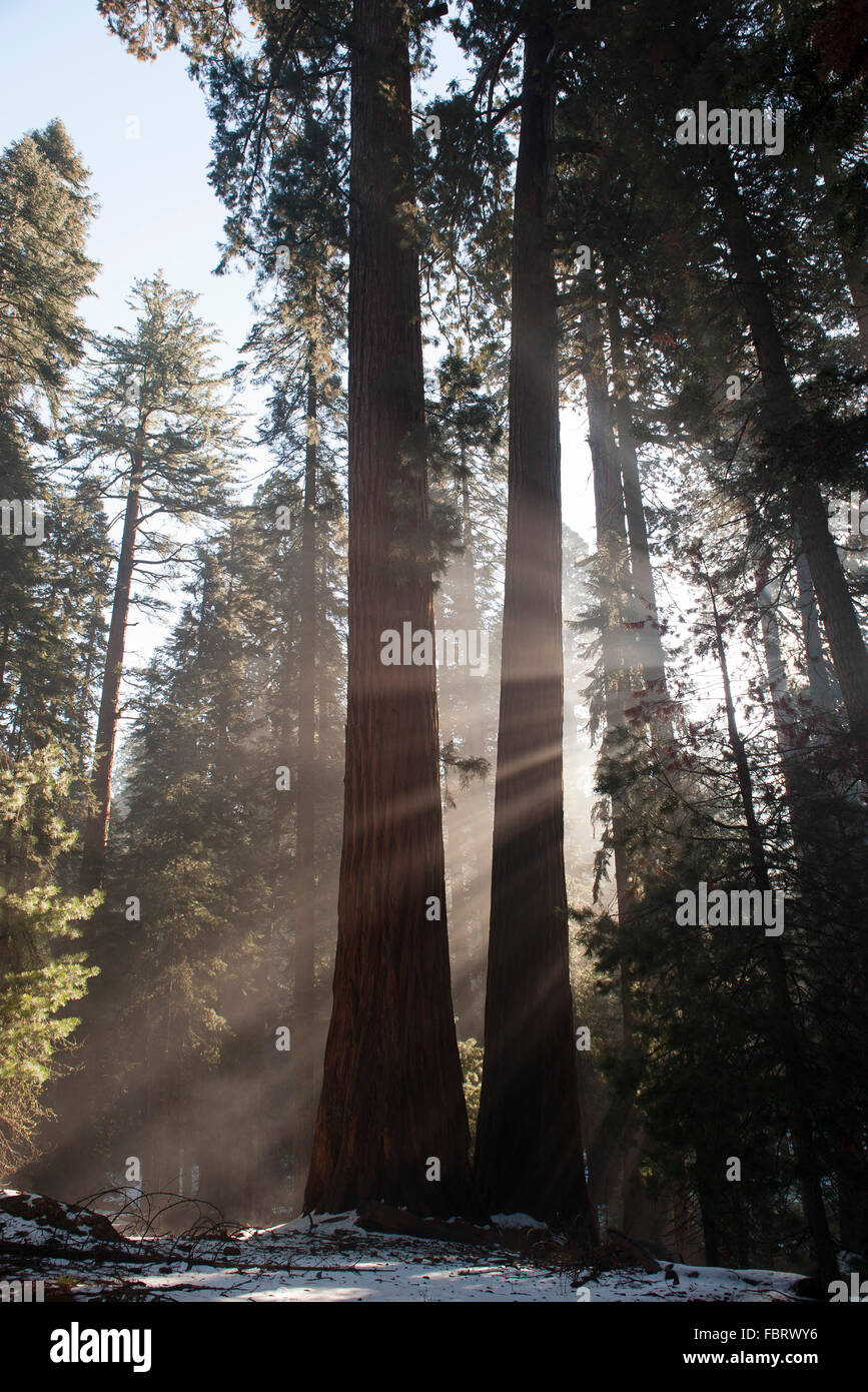 Giant Cypress Tree High Resolution Stock Photography and Images - Alamy