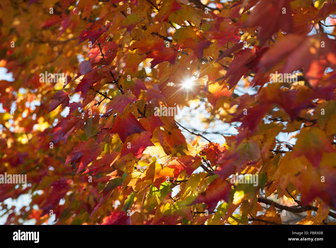 Sunlight shining through colorful autumn foliage Stock Photo - Alamy
