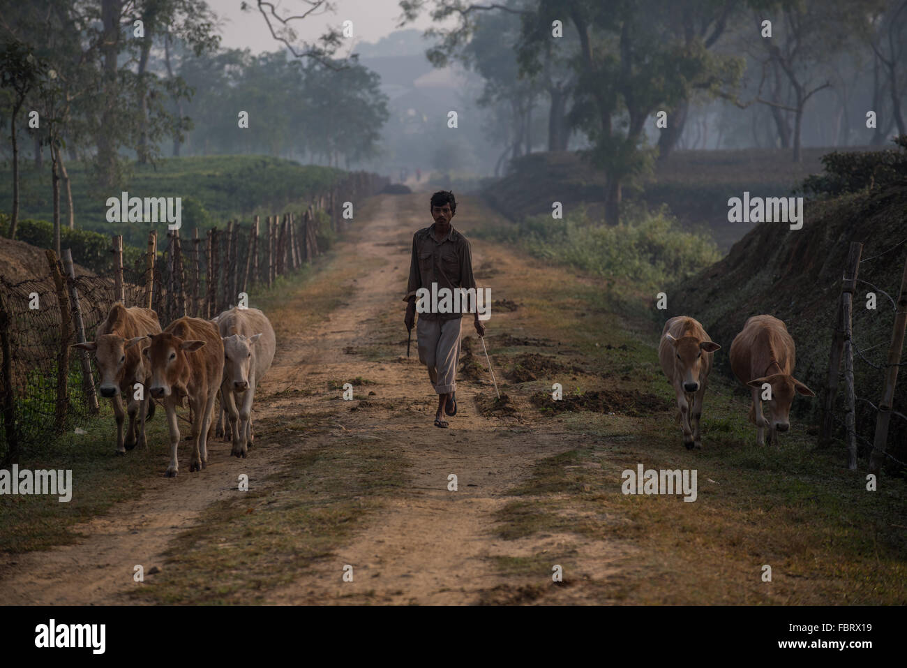 A traditional way of life for the hard working cattle herder (cowman ...