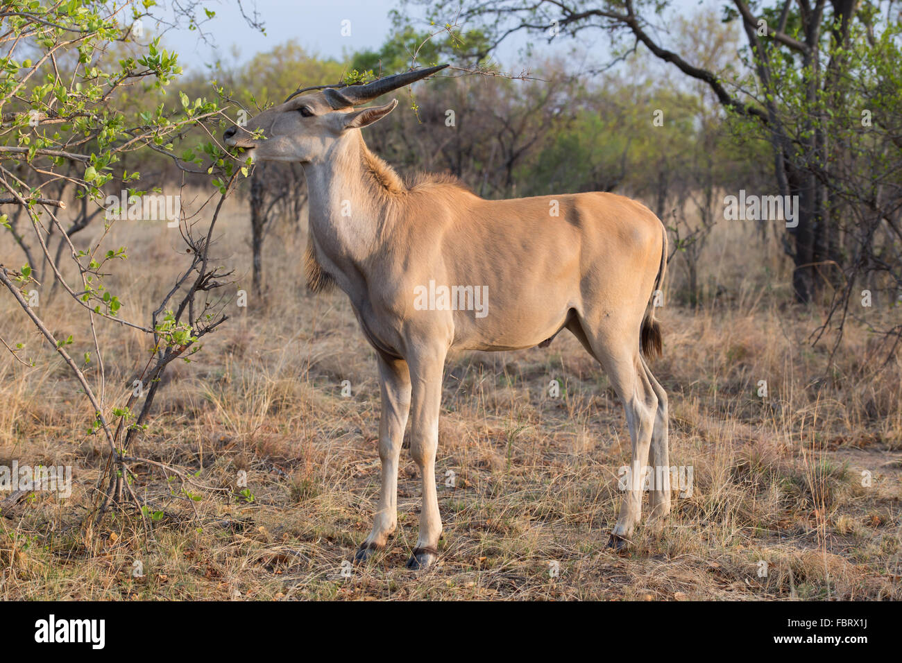 Eland antelope hi-res stock photography and images - Alamy