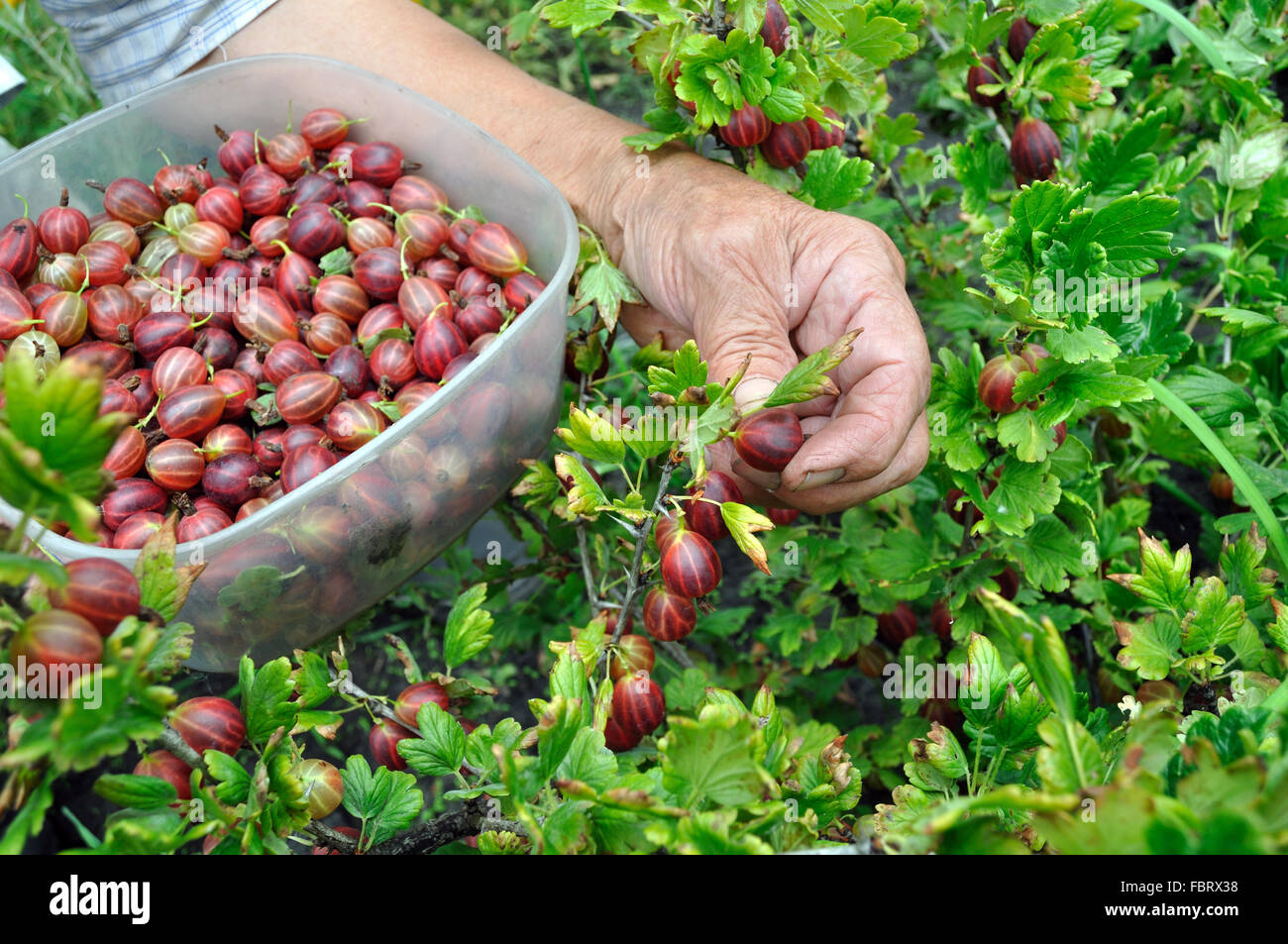Farmer hand picking ripe hi-res stock photography and images - Alamy
