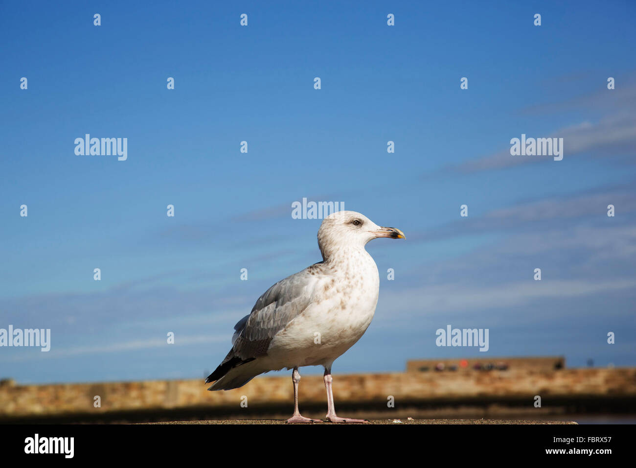 Seagulls in Whitby, a seaside town, port in the county of North ...