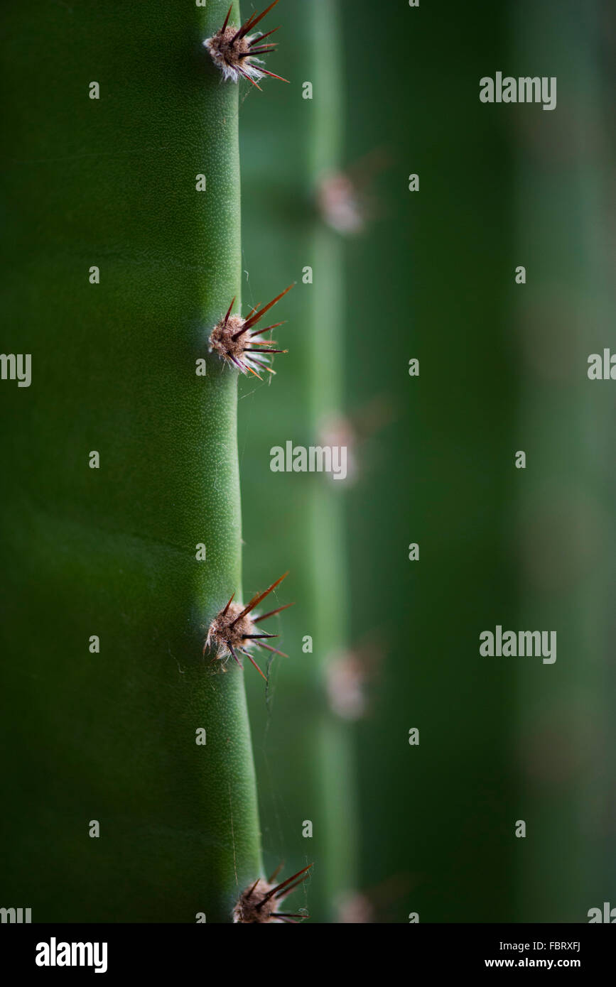 Spike spikes spiky spiked hi-res stock photography and images - Alamy