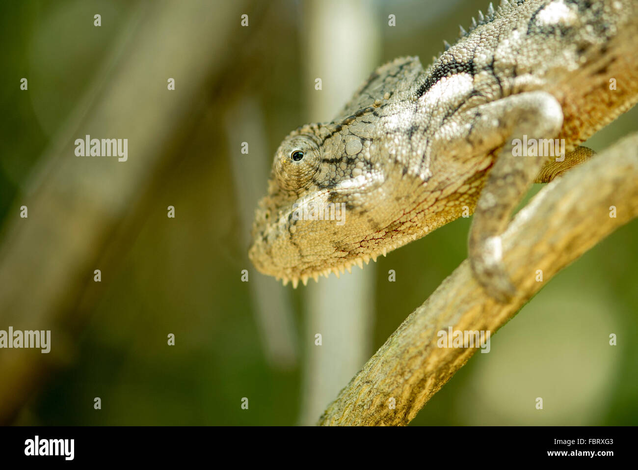 Chameleon behaviour africa hi-res stock photography and images - Alamy