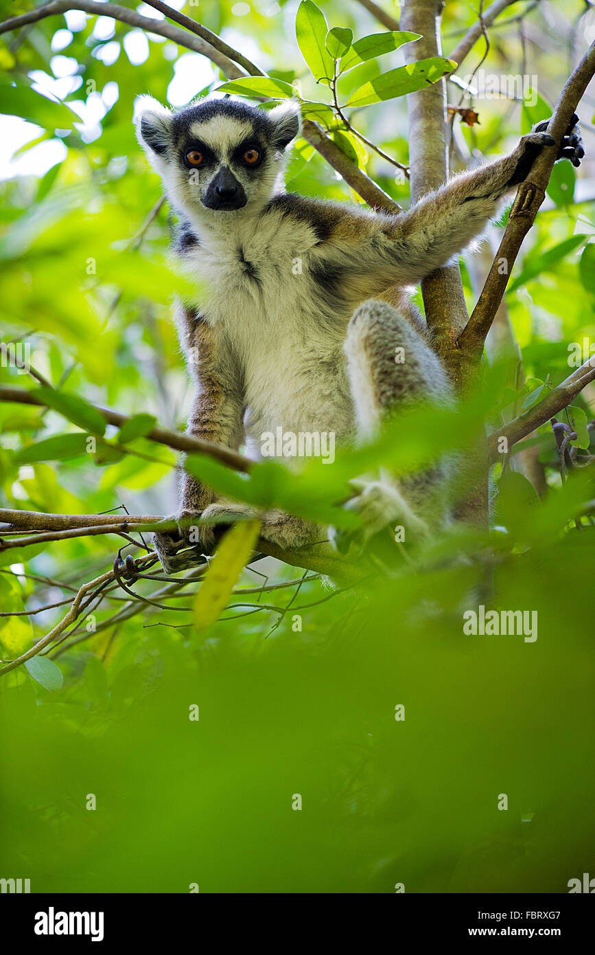 Ring-tailed lemur sitting in tree Stock Photo - Alamy