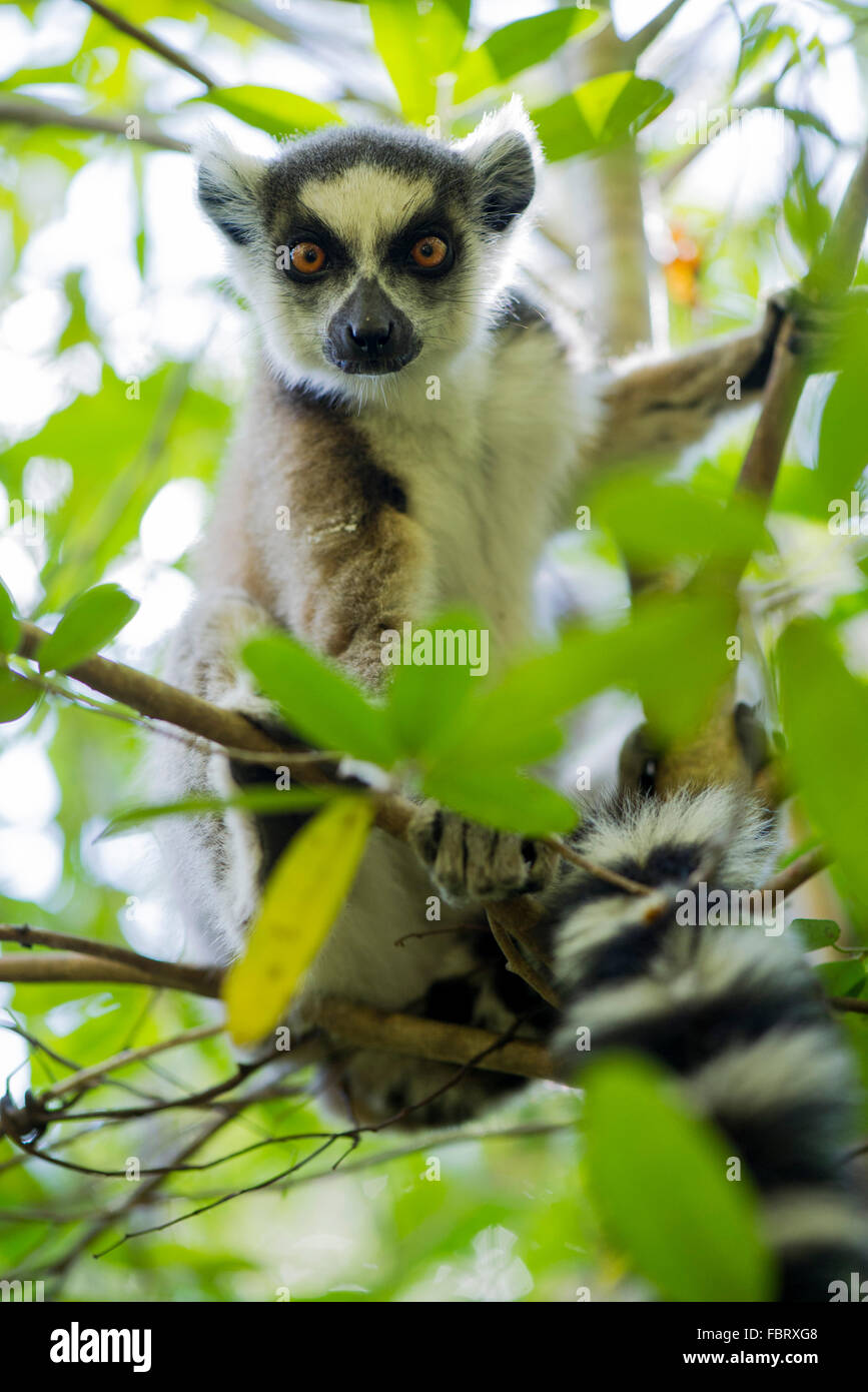 Ring-tailed lemur sitting in tree Stock Photo - Alamy