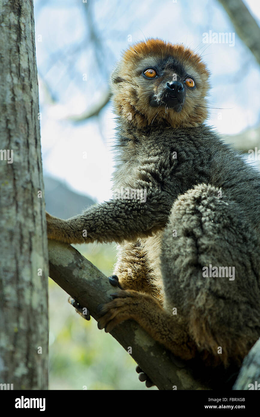 Lemur on tree branch Stock Photo - Alamy
