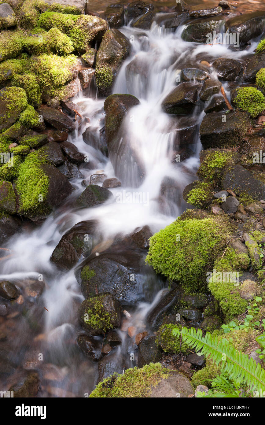 Water flowing over mossy rocks, Olympic National Park, Washington, USA ...