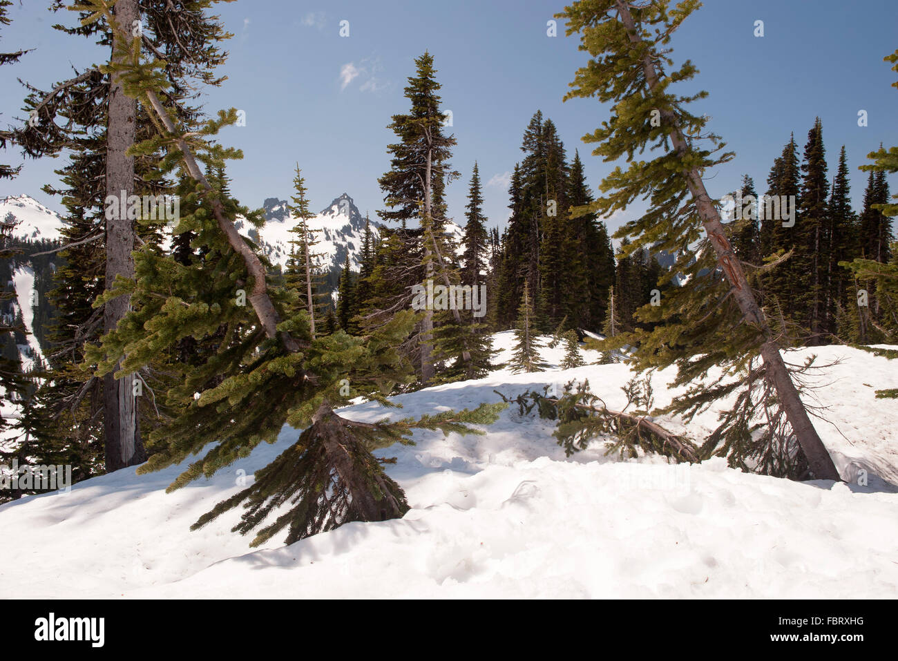 Evergreen trees leaning in deep snow, Mount Rainier National Park ...