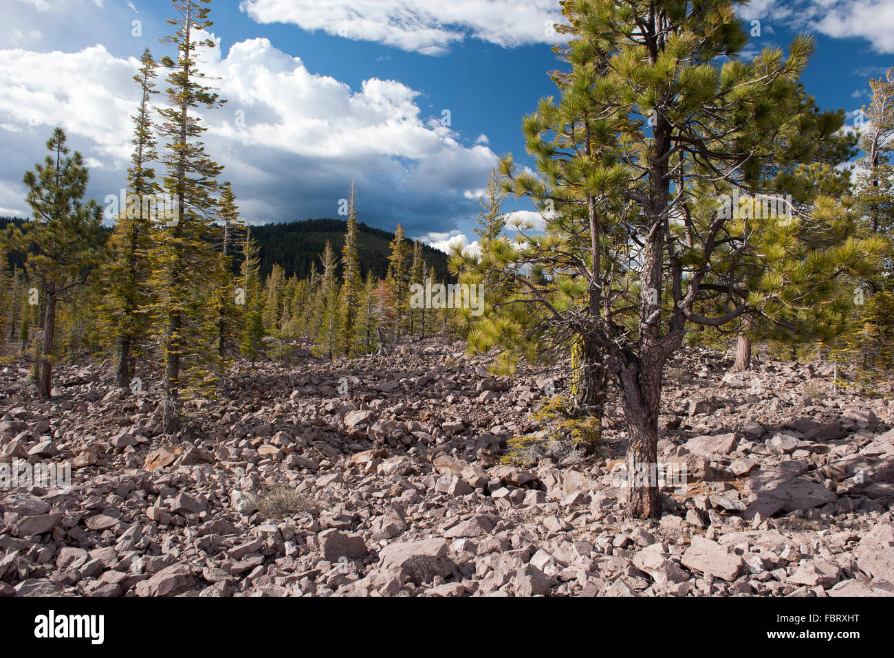 Evergreen trees growing in volcanic rock, Lassen Volcanic National Park ...