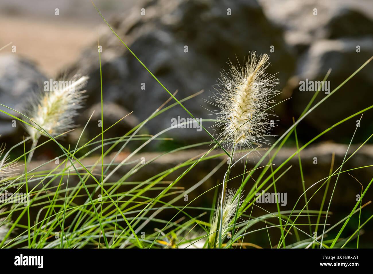Gold ear under sun in the forest Stock Photo - Alamy