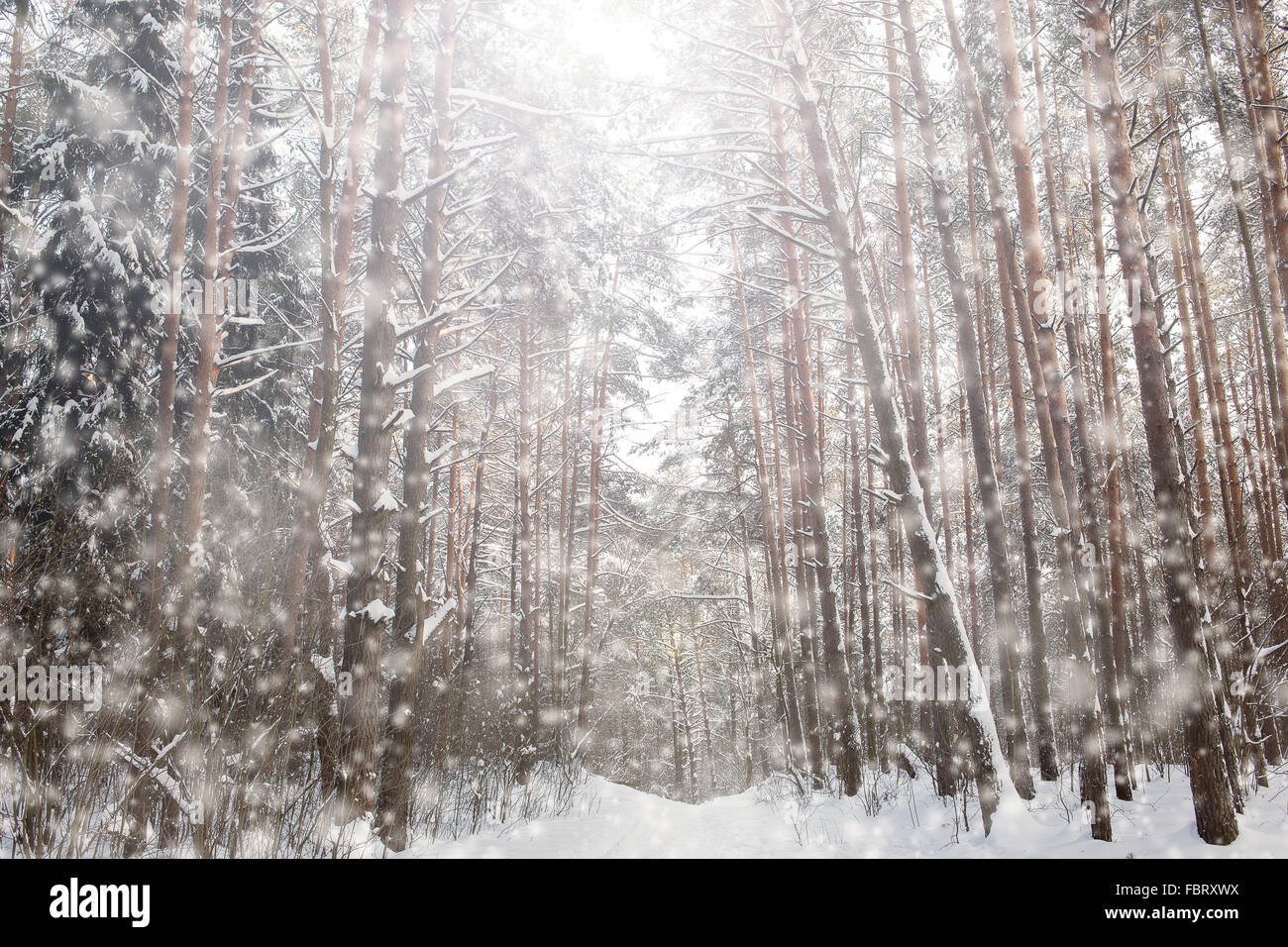 Snowfall in pine forest Stock Photo - Alamy