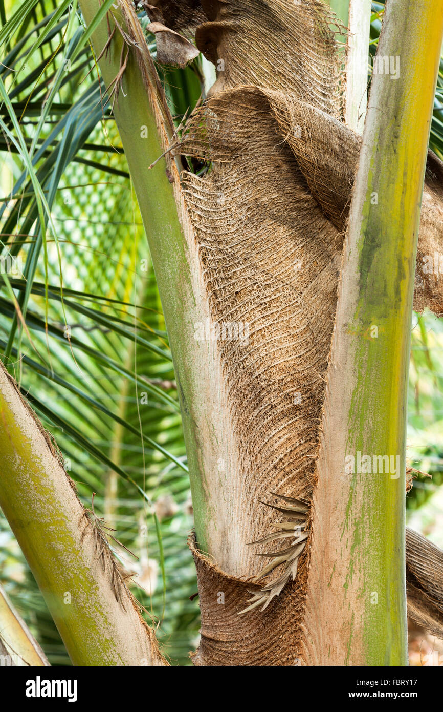 Close-up of palm tree stem Stock Photo - Alamy