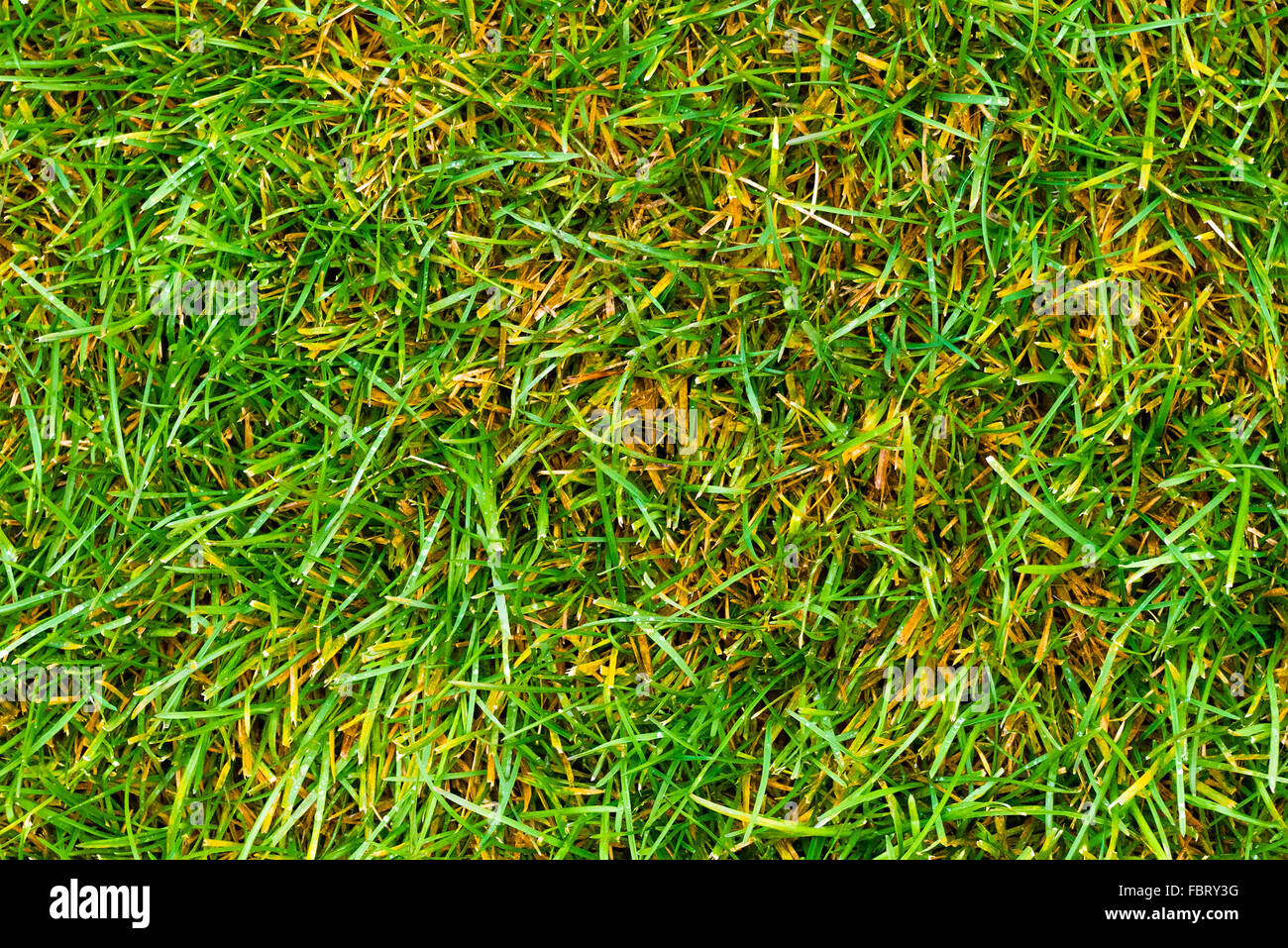 bright fresh spring grass texture for design and 3D Stock Photo - Alamy