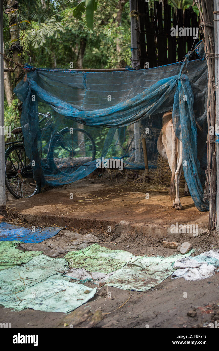 Rustic still life. Bike bicycle and back of a cow under makeshift blue ...