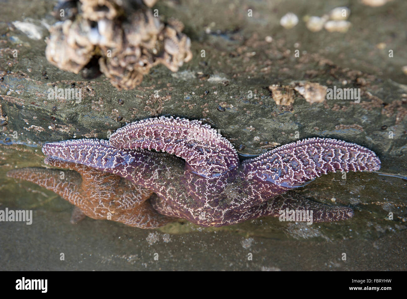 Starfish on rock hi-res stock photography and images - Alamy