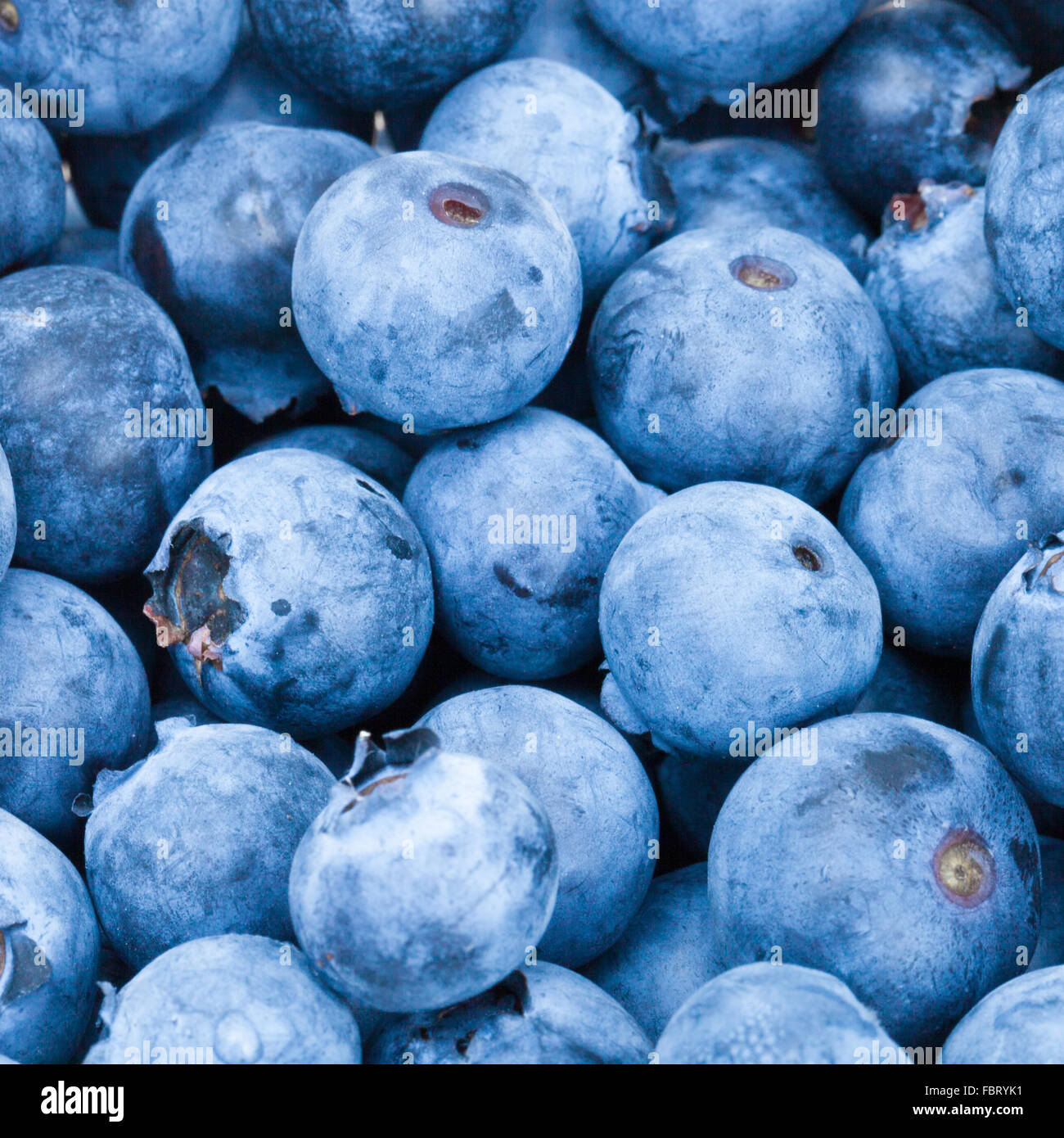 Bunch of freshly picked blueberries - close up studio shot Stock Photo ...