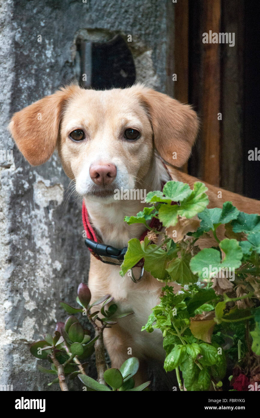 Portrait of dog on the window Stock Photo - Alamy