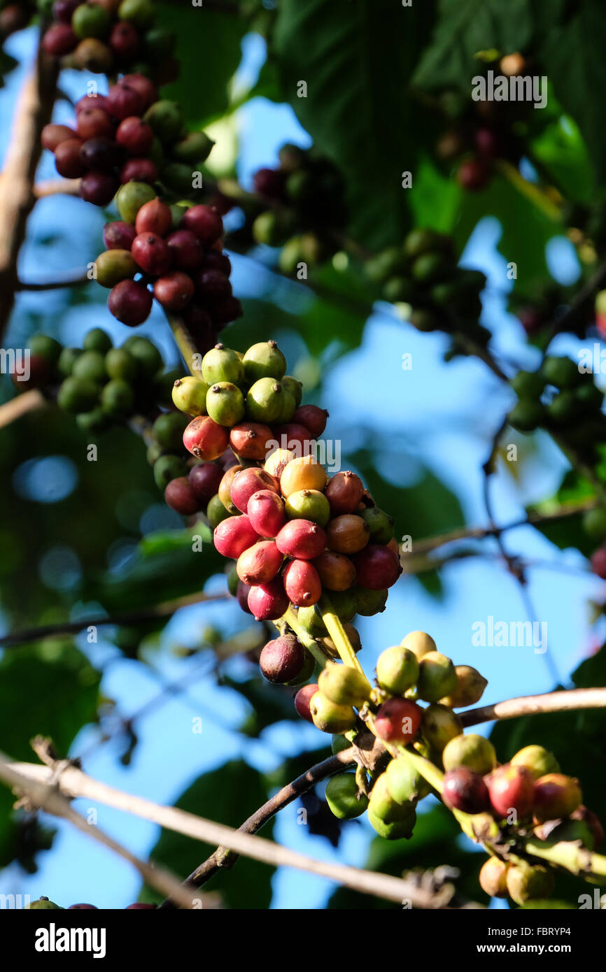Coffee growing on the Bolaven Plateau in Laos Stock Photo - Alamy