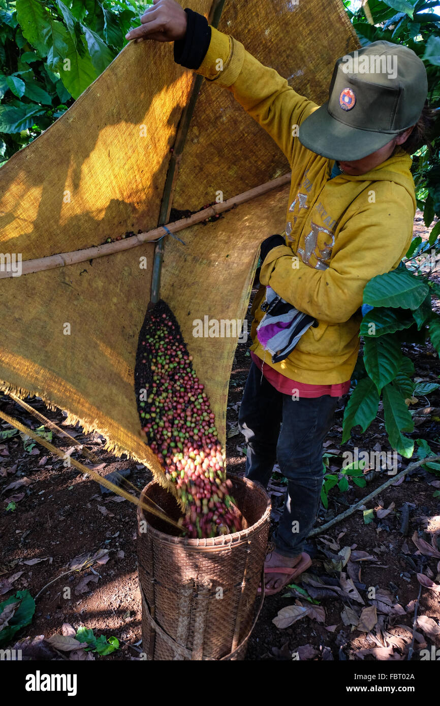 Coffee growing on the Bolaven Plateau in Laos Stock Photo - Alamy