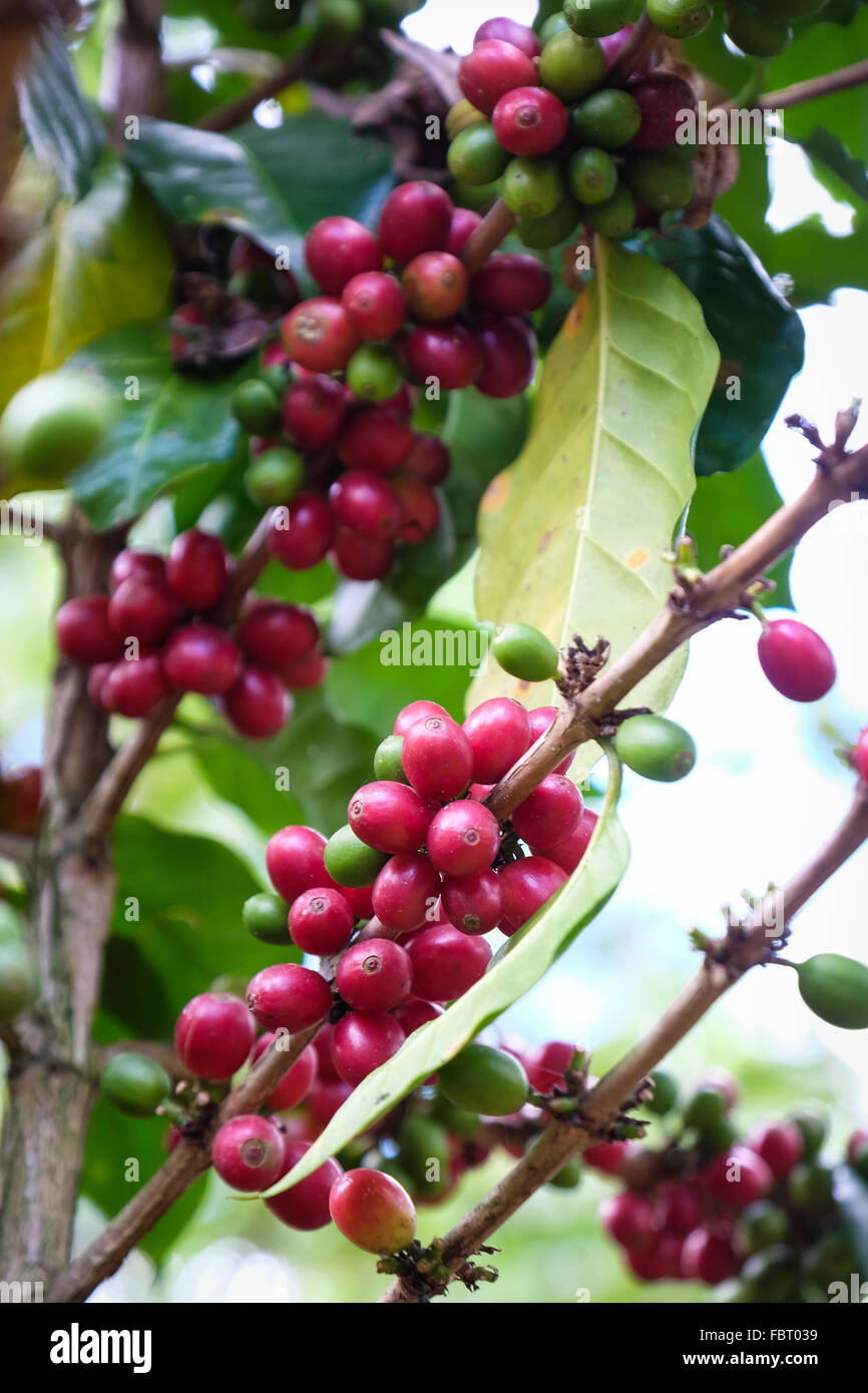 Coffee growing on the Bolaven Plateau in Laos Stock Photo - Alamy