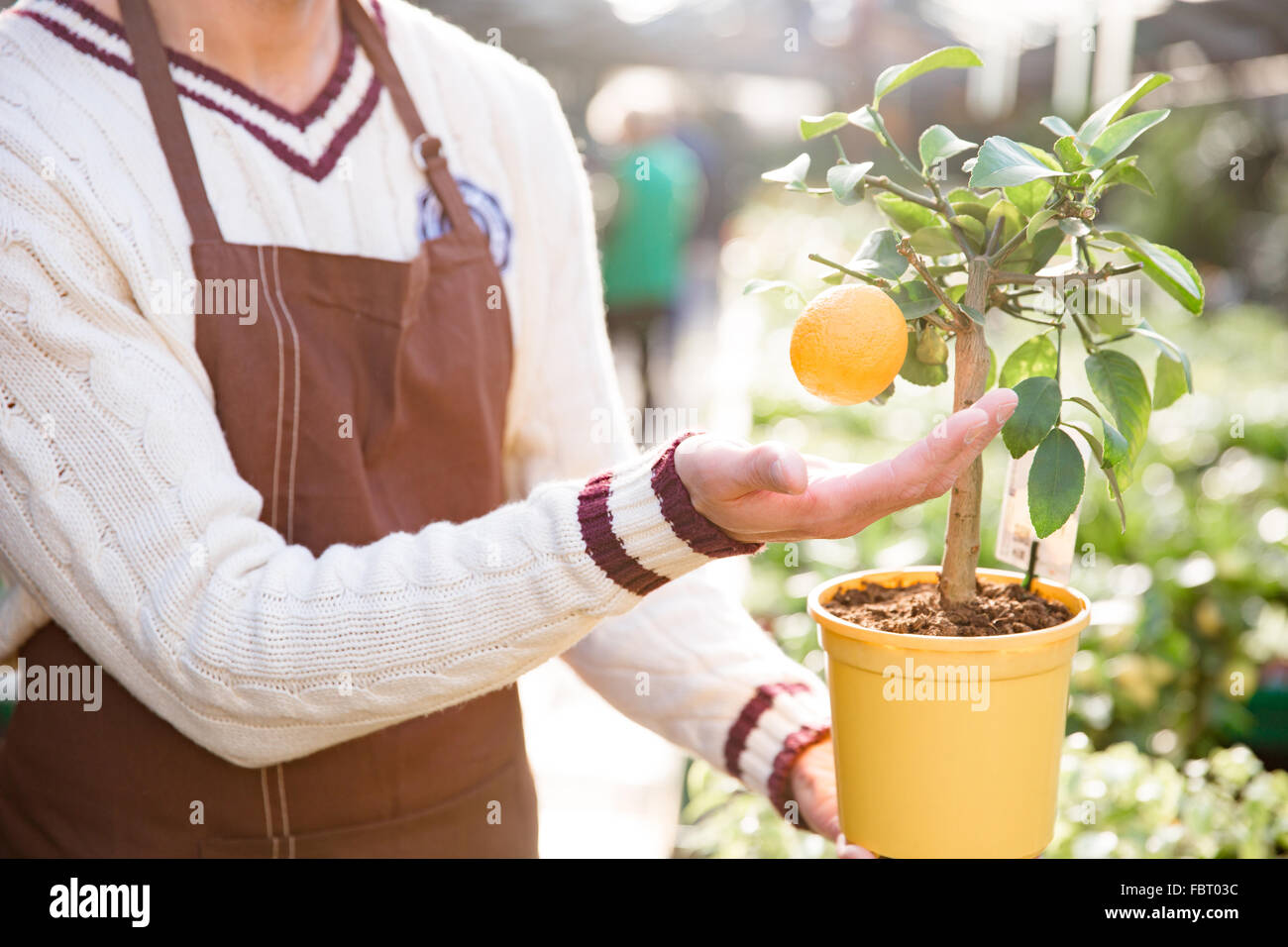 Orange tree in pot flowers hi-res stock photography and images - Alamy