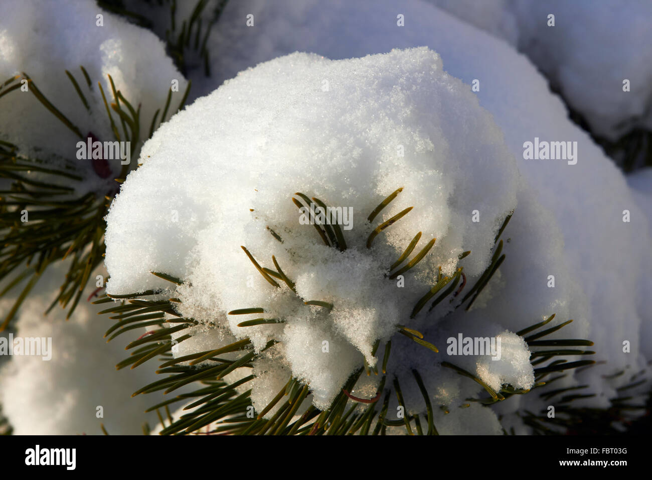 Snowy pine needles hi-res stock photography and images - Alamy